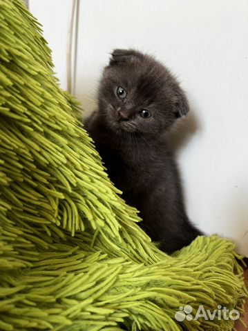 Шотландская