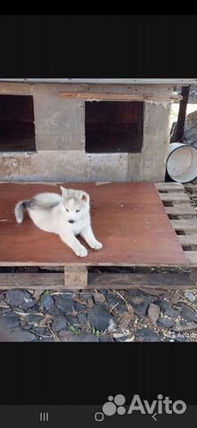 Щенки сибирской хаски