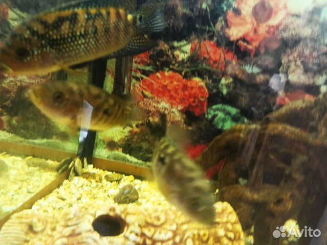 Рыбка бесплатно цихлида