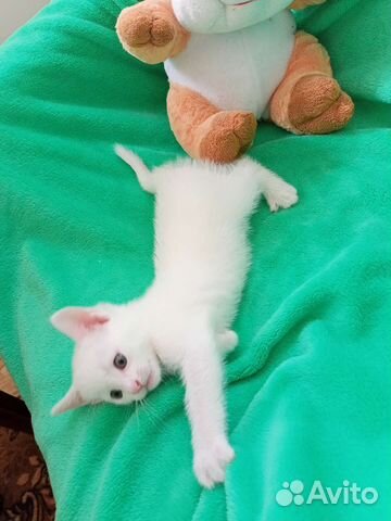 Котятки девочки ищут дом