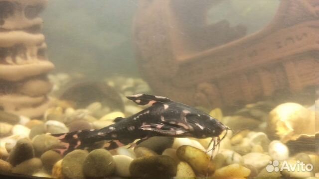 Сомы и рыба