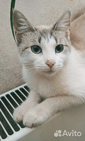 Кошечка тайская синенлазка ищет котородителей