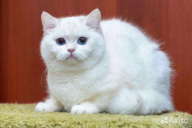 Британская серебристая шиншилла