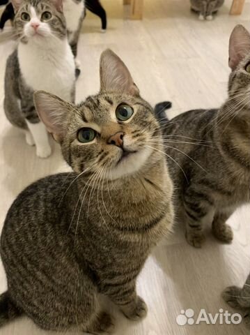 Суперр Ричи