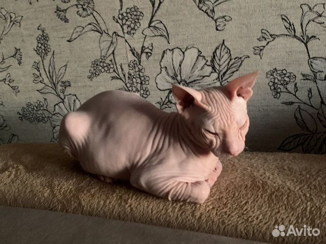 Канадский сфинкс кошка котенок