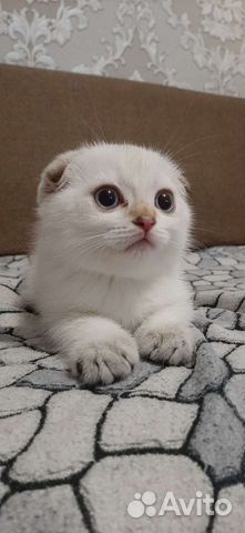 Шотландский вислоухий котик