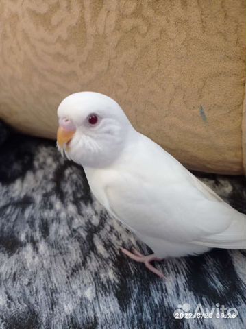 Птенцы волнистики