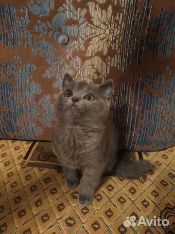 Котенок Британец