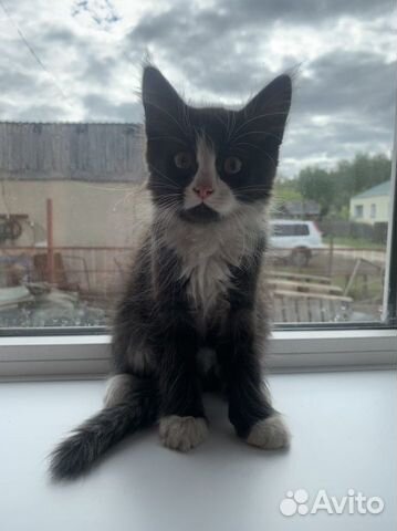 Черный котенок в добрые руки
