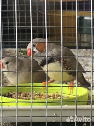 Пара зебровых аммадин