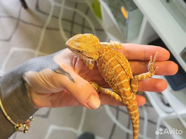 Агамы с террариумом