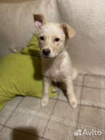 Красивый Щеночек в добрые руки