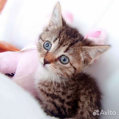 Котенок ищет дом