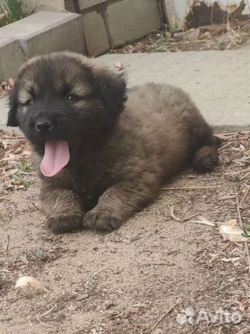 Собака: щенок 1 месяц в заботливые руки