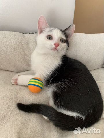 Котенок Фанни