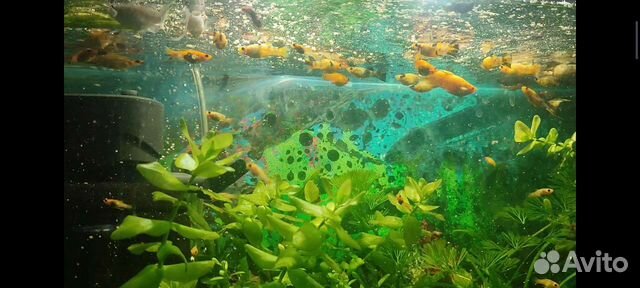 Рыбки Моллинезии