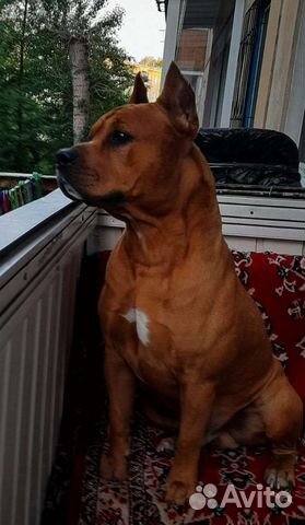 Стафорширдский терьер