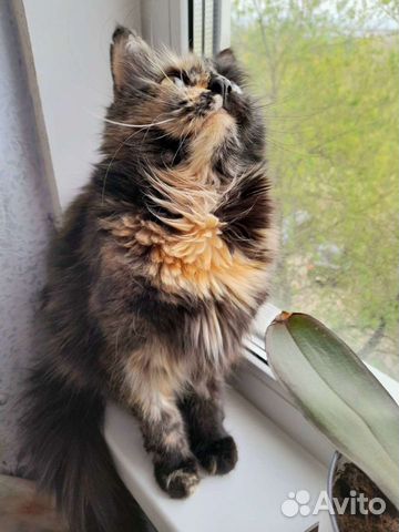 Кошка