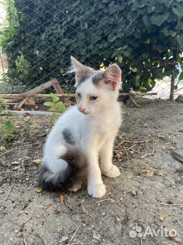 Особенный котенок для особенных людей