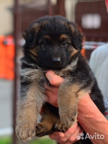 Щенята немецкой овчарки