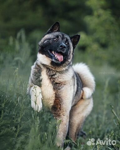 Эри из приюта