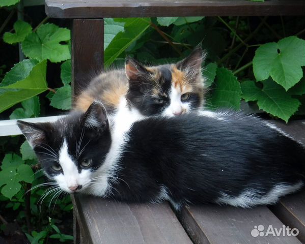 Котята с дачи
