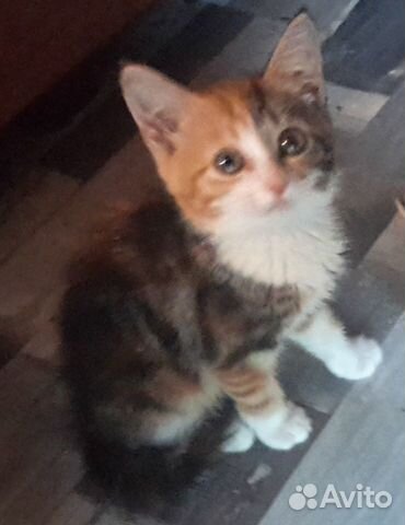 Редкий котенок трехцветный Бася