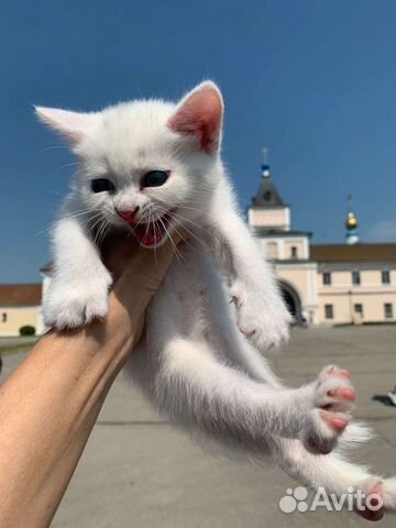 Котенок мальчуган в дар