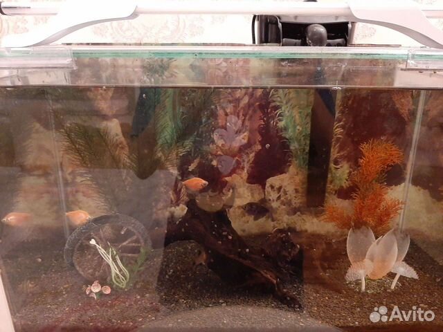 Аквариум 40 литров с фильтром