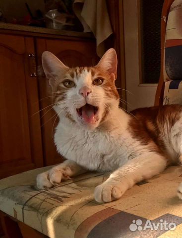 Кошка в дар