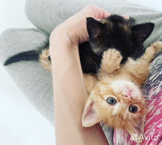 Котята в добрые руки