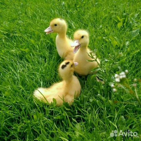 Гуси,утки,муларды,броллеры,индюшата