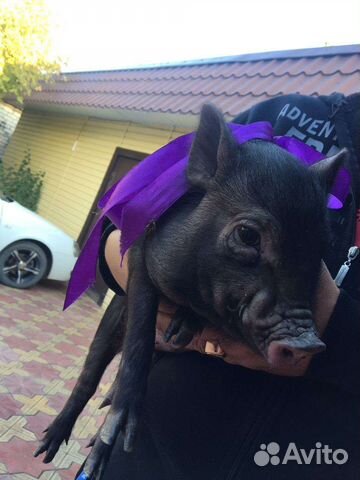 Вьетнамские поросята