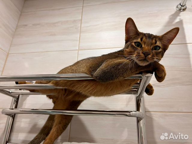 Абиссинская