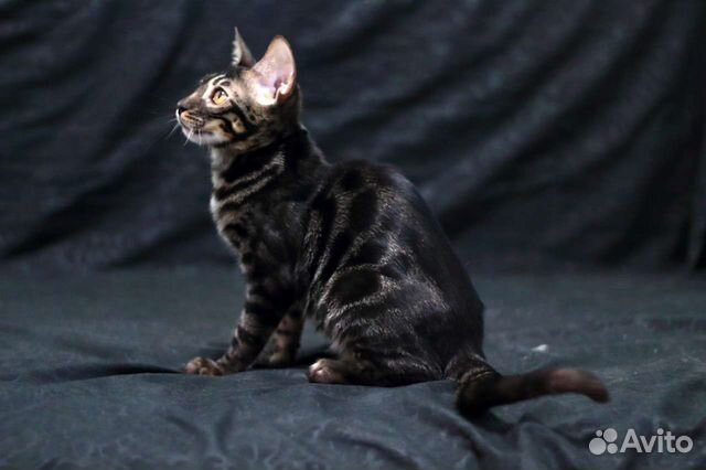 Бенгальская девочка уголь