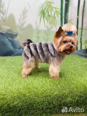 Йоркширский терьер мини вязка