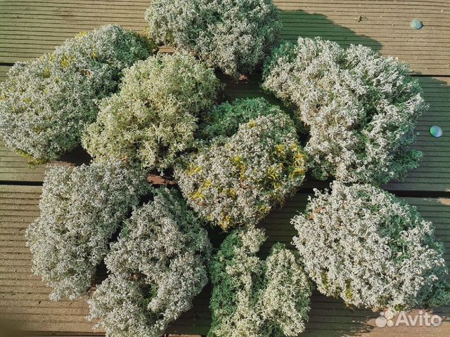 Улитки ахатины