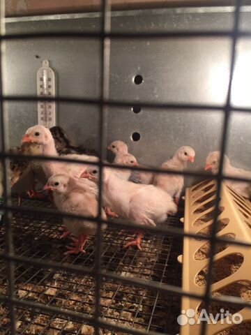 Цесарята,гусята,индоутята