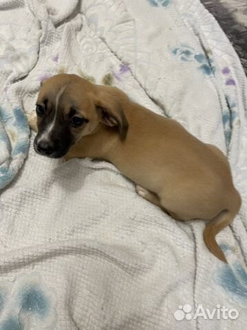 Джек рассел терьер & Бигль