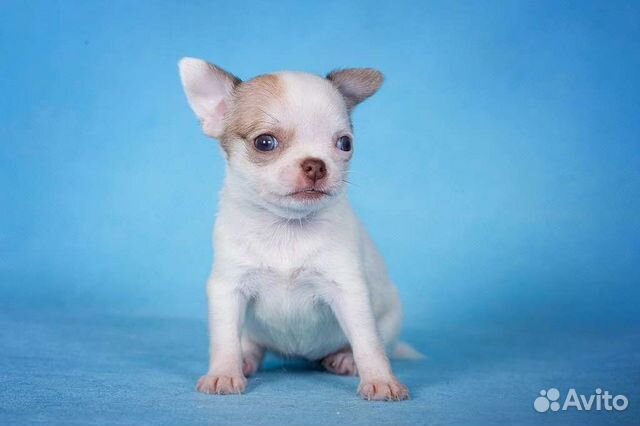 Замечательные щенки чихуахуа