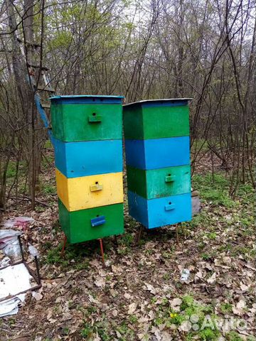Продам пчелосемьи