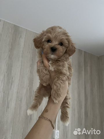 Мальтипу Ф1 premium мальчик меллер мини