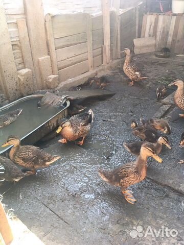 Утята дикой утки (кряква)