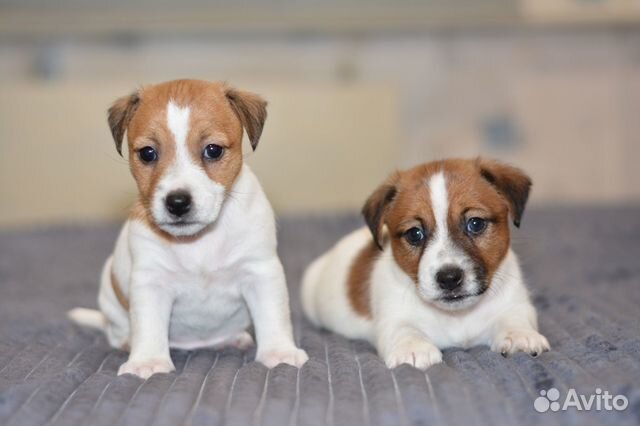 Девочка,чудесный ребенок джек рассел (видео тут)