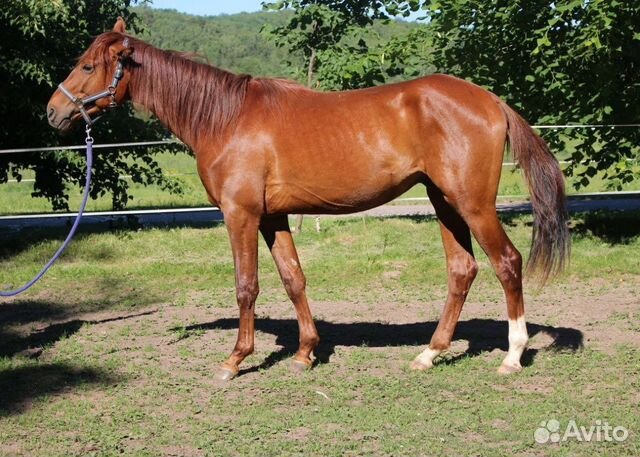 Потомок Quick Star молодой жеребец на продажу