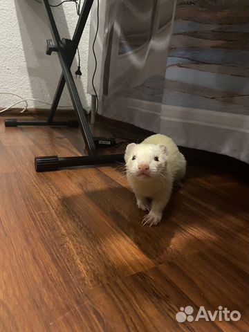 Белый хорек