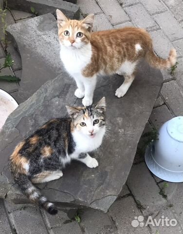 Кошка и кот