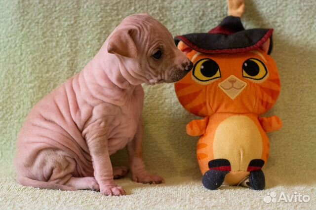 Мальчики американского голого терьера