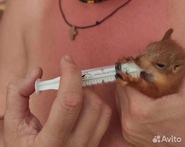 Отдам маленько ьельченка Крым Кореиз