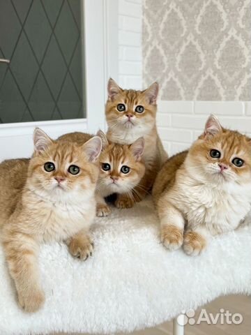 Британские котята золотая шиншилла